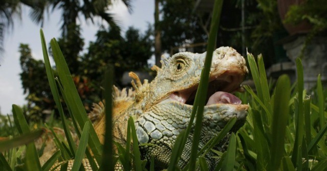 'They're not dead': Falling iguana alert in Florida amid cold snap ...