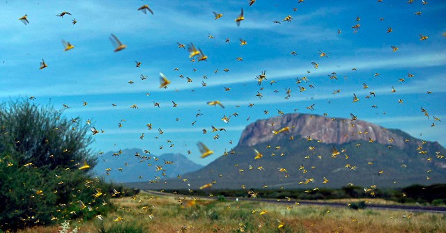 ‘Nothing Left to Harvest’: African Farmers Face Locust Devastation