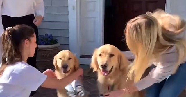 WATCH: 'Brew Dogs' Deliver Beer and Smiles to Brewery Customers