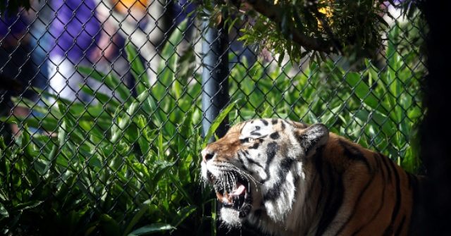 Joe Burrow on 'Tiger King,' LSU's Live Tiger Mascot: 'I'm Anti Animal ...