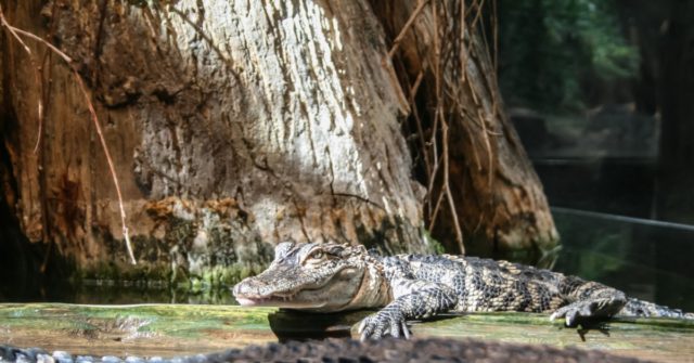 Japanese Lawmaker Caught Watching Alligator Video in Committee