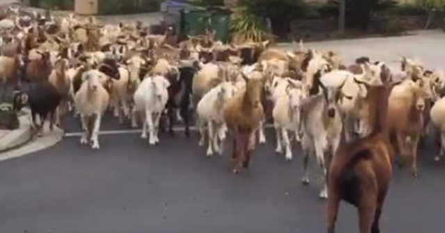 Nearly 200 Goats Invade California Neighborhood