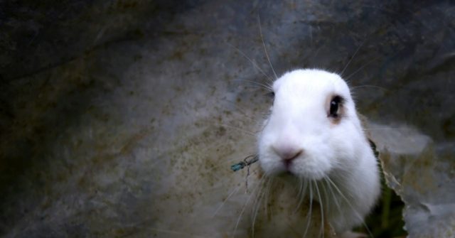 Rabbit study a model for uterine rebuild in humans - Breitbart