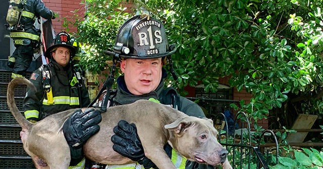 VIDEO: D.C. Firefighters Rescue Six Dogs from Burning Home
