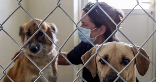 Ruff Deal: Dog Shelters Brace for Surge as Expats Abandon Qatar