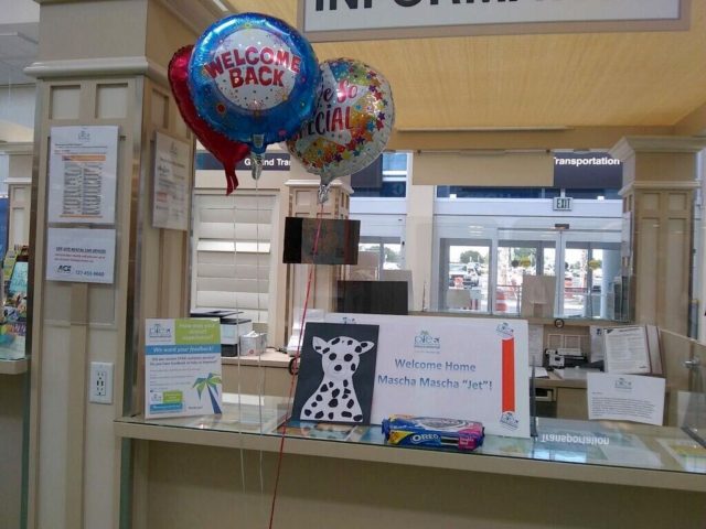 Lost toy dog returns home with help of Cincinnati airport - Breitbart