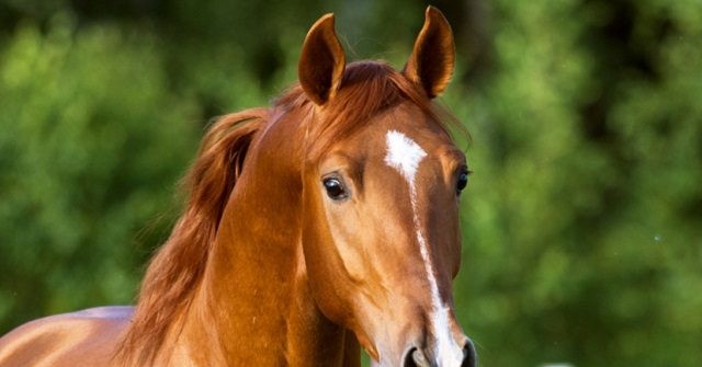 Texas Police Search for Serial Horse Killer