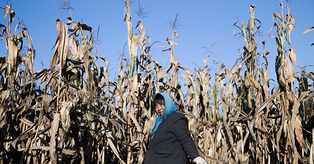 Urbanization, Population Drops Leaving China's Corn Farms Understaffed