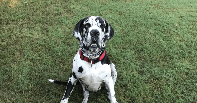 Alabama Dog Saves Family of Four from House Fire