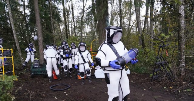 Scientists remove 98 'murder hornets' in Washington state - Breitbart