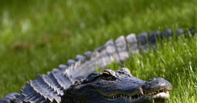 WATCH: Huge Alligator Strolls Across Florida Golf Course