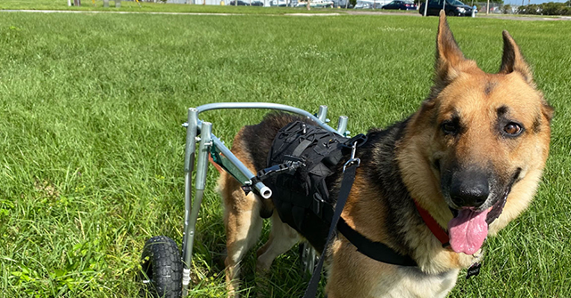 Disabled Rescue Dog Walks Again After Owner Builds Wheelchair
