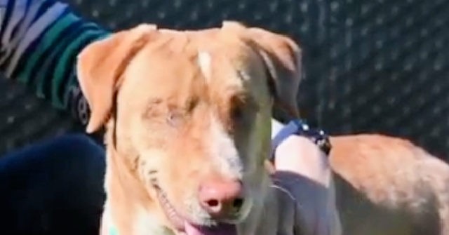 Blind Veteran Adopts San Diego Rescue Dog Without Eyes