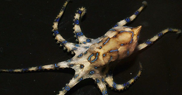 VIDEO: Tourist in Bali Unknowingly Films Herself Holding Deadly Octopus