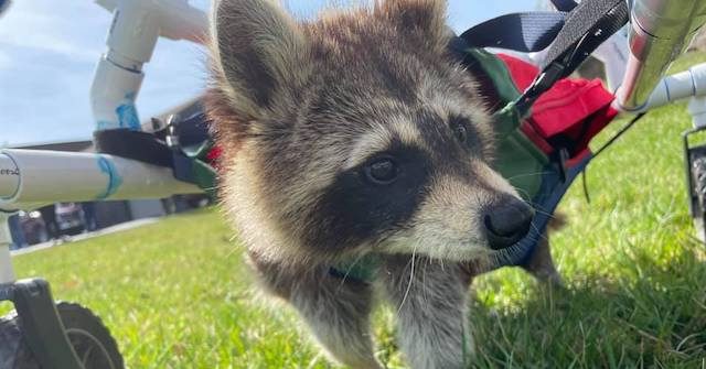 WATCH: High School Students Build Walker for Disabled Raccoon