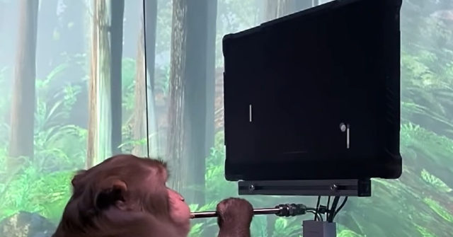 Elon Musk's Neuralink Claims Monkey Can Play Pong with Brain Implant