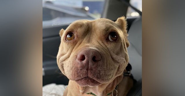 VIDEO: Grinning Rescue Dog Wins Thousands of Hearts Online