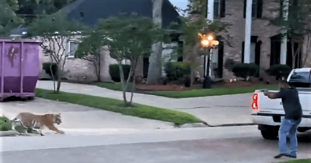 WATCH: Tiger on the Loose in West Houston Neighborhood