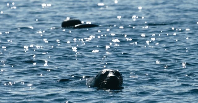 Finland rallies to save one of world's most endangered seals - Breitbart