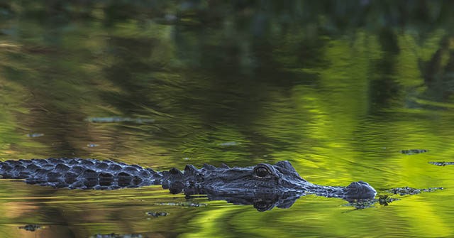 WATCH — Man Rescues Animal Handler During Alligator Attack
