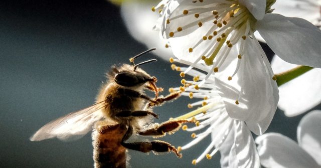 Bees' pleas: Habitat loss, pesticides killing pollinators - Breitbart