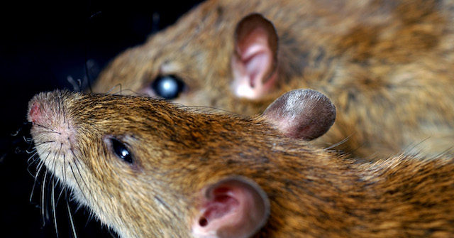 'Severe Rat Infestation' Shuts Down San Francisco Walgreens