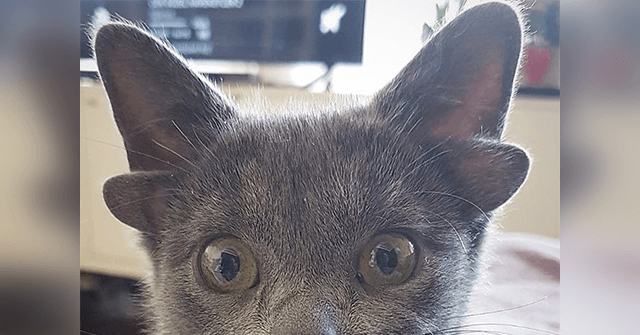 Adorable Four-Eared Kitten Is Quickly Becoming a Social Media Star