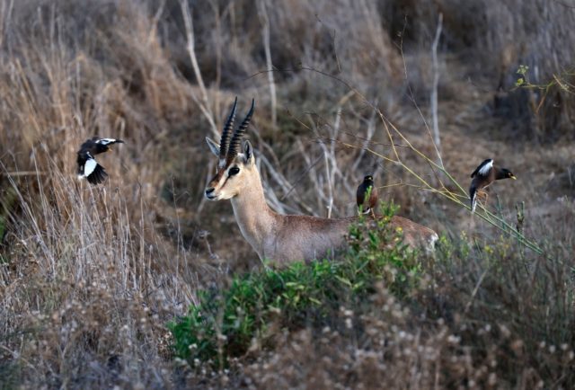 Endangered gazelles spring back in Jerusalem park - Breitbart