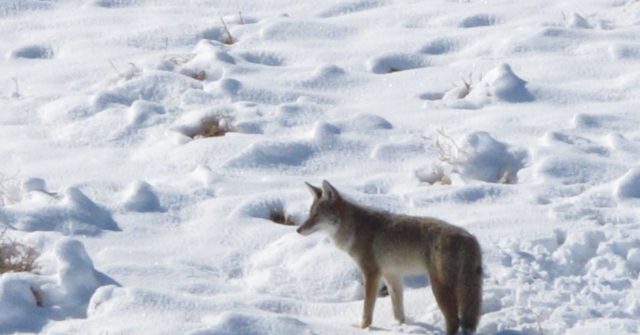 Conservationists sue over US plan to kill Nevada predators - Breitbart