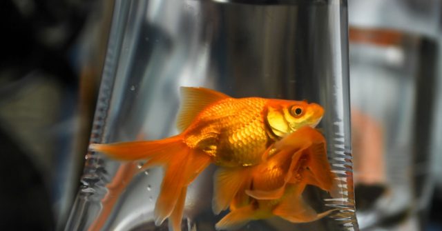 Goldfish Can Drive Fish Tank on Wheels, Israel Study Finds