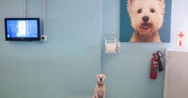 South Africa's luxury dog hotels give paws for thought - Breitbart