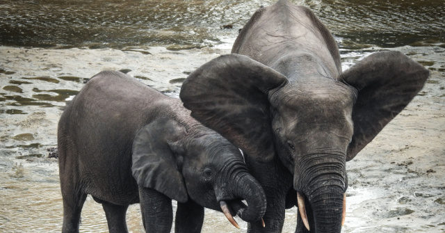 World Wildlife Fund Alarmists Warn of 'Greatest Extinction of Species ...