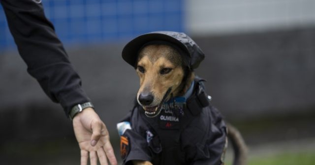 In Rio, rescue dogs watch out for their rescuers - Breitbart