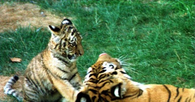 Study: Humans interrupting 66-million-year-old relationship among ...