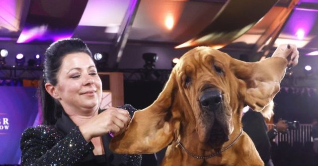 Trumpet the bloodhound wins Westminster Dog Show - Breitbart