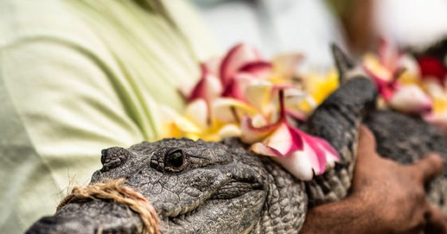 Mexican Mayor Ceremonially Marries Alligator to Ensure Village Prosperity