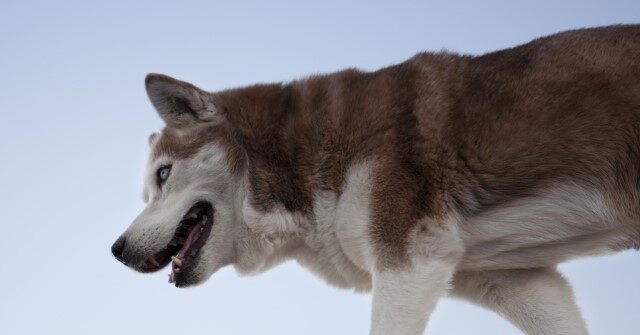 VIDEO: Husky Keeps Watch over Neighbors from Roof