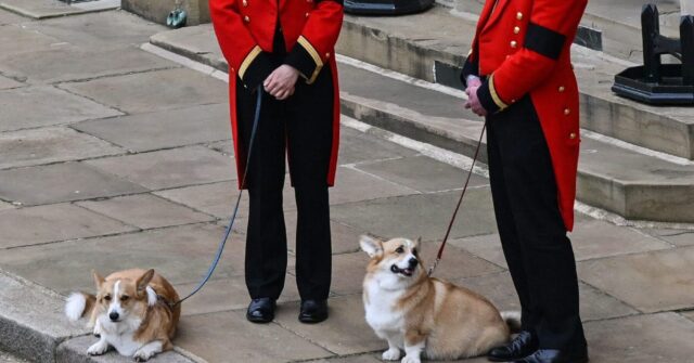 Corgis Welcome Queen to Windsor Castle After Long Funeral Procession