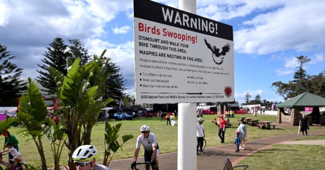 Cyclists on alert for swooping magpies at world titles - Breitbart