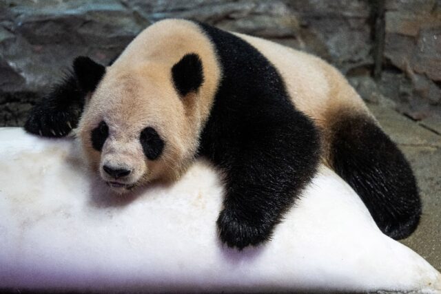 China gifts World Cup giant pandas to Qatar - Breitbart