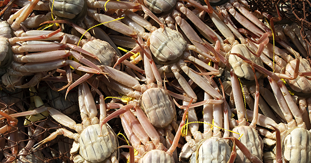 Alaska's Bering Sea Snow Crab Season Canceled as Population Shrinks