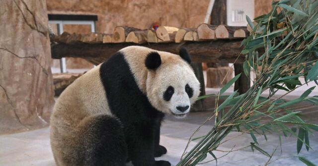 Qatar gets the Middle East's first pandas - Breitbart
