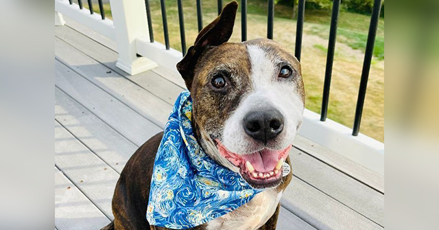WATCH: One-Eared Dog Named Van Gogh Creates Art with Tongue