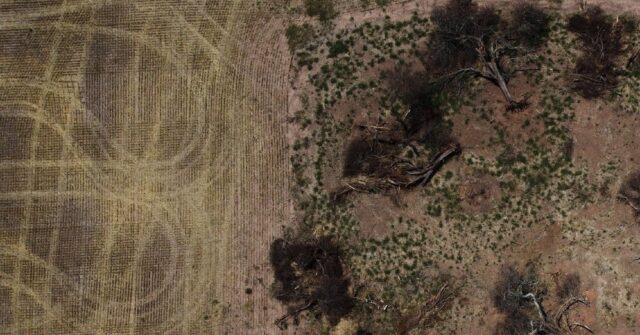 Colonists nibble at Gran Chaco, South America's other big forest ...