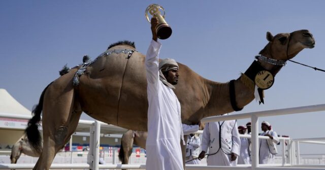 Qatar Hails Camel Beauty Pageant as 'Cultural Addition' to World Cup