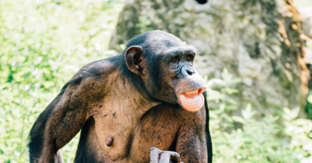 Chimps on the Loose: Four Runaway Apes Shot Dead in Sweden