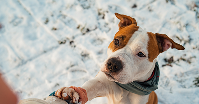 WATCH - Dog Helps Owner Climb Icy Slope: 'Benefits of 4-Paw Drive'
