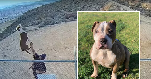 VIDEO: CA Man Arrested for Allegedly Throwing Dog over Fence