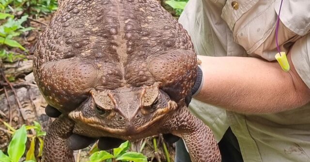 'Toadzilla' -- Giant Australian Cane Toad Could Weigh in as World's Largest