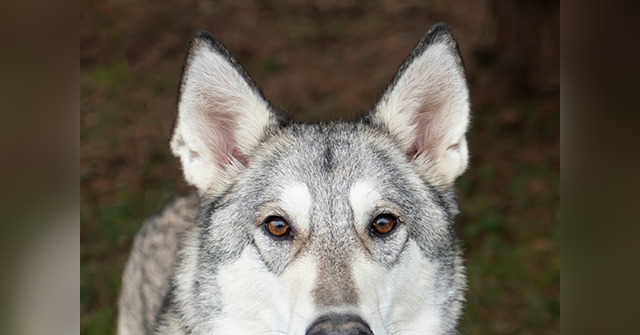 WATCH: Possible Wolf-Hybrid Adopted into Loving Family